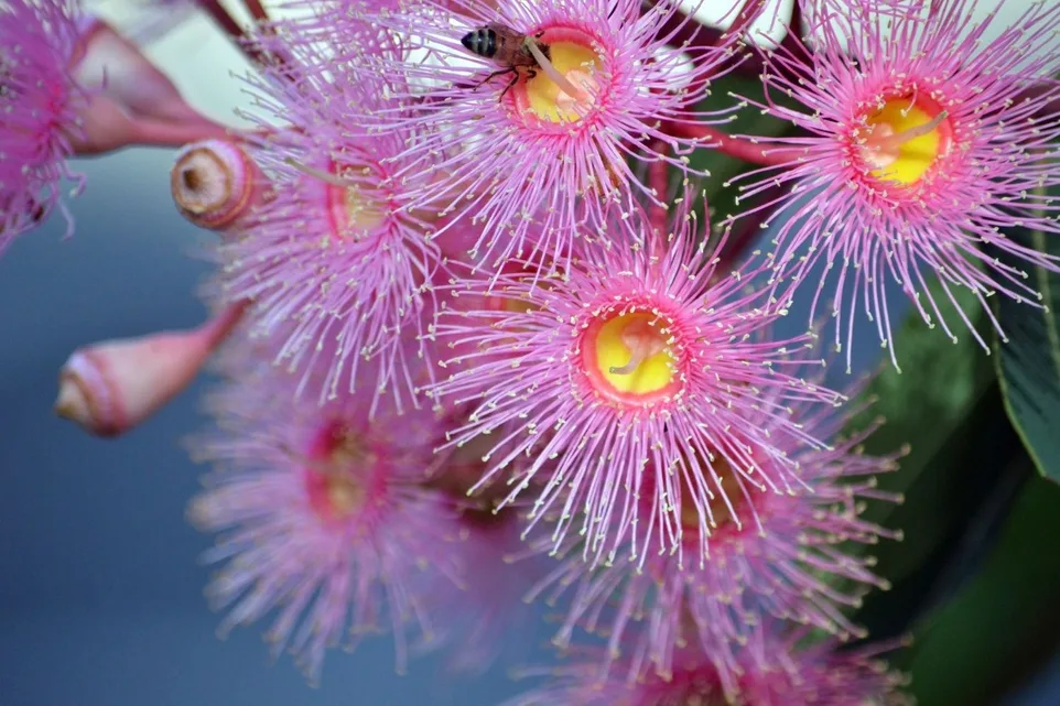 The Australian native plants at risk of going extinct