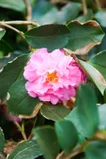 How to grow camellias plus the best varieties to grow