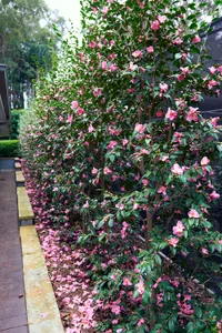 How to grow camellias plus the best varieties to grow