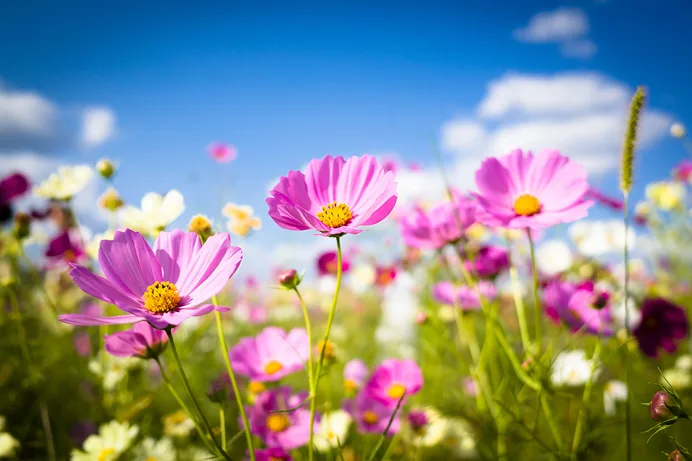 What to Plant in June: Flowers and Vegetables