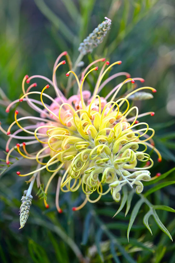 14 of the best grevillea varieties to grow (with pictures)