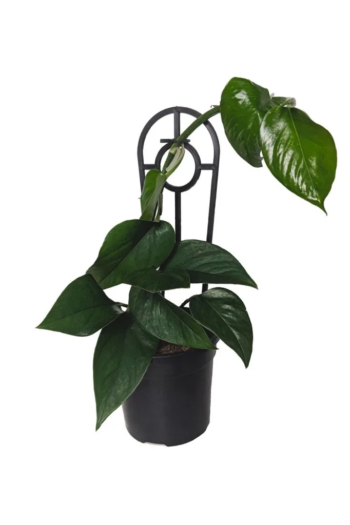 Best 10 indoor plants at Bunnings | Better Homes & Gardens Australia