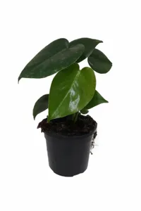 Best 10 indoor plants at Bunnings | Better Homes & Gardens Australia
