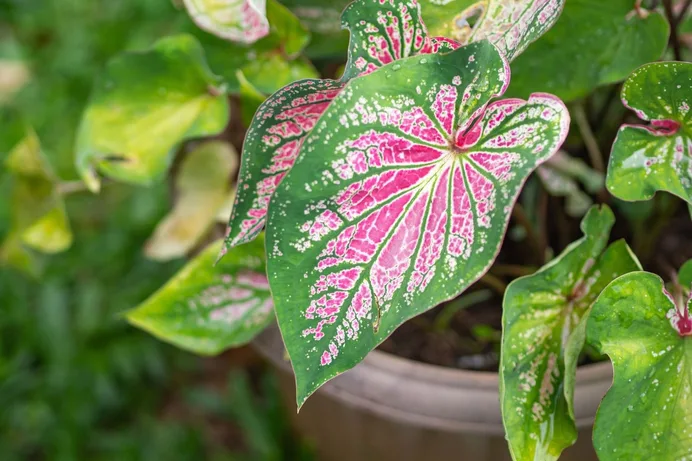 6 pink indoor plants to brighten up your home