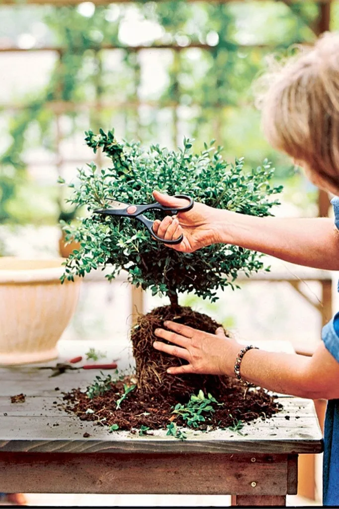 How to make a topiary animal for your garden