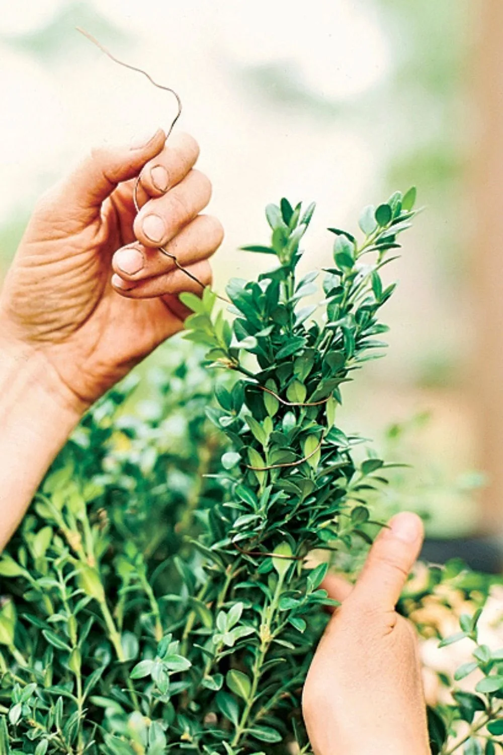 How to make a topiary animal for your garden