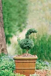 How to make a topiary animal for your garden