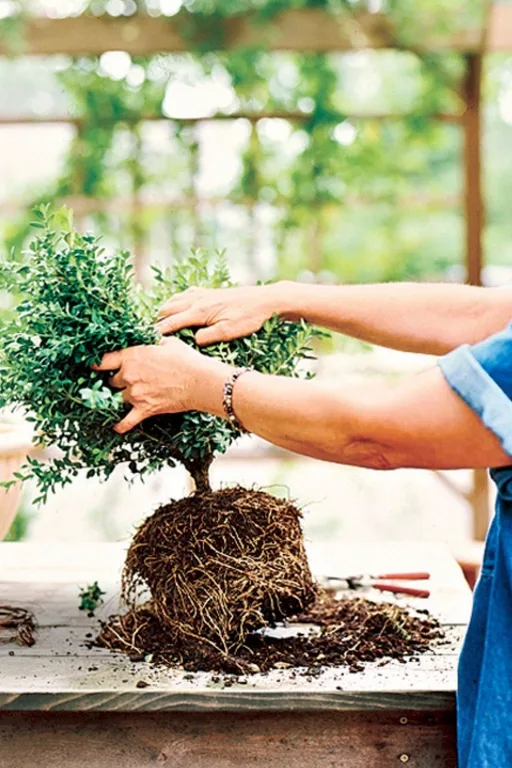 How to make a topiary animal for your garden
