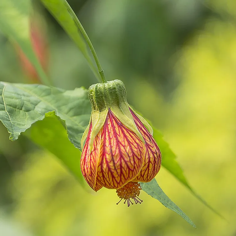 How to grow and care for Chinese lantern plants