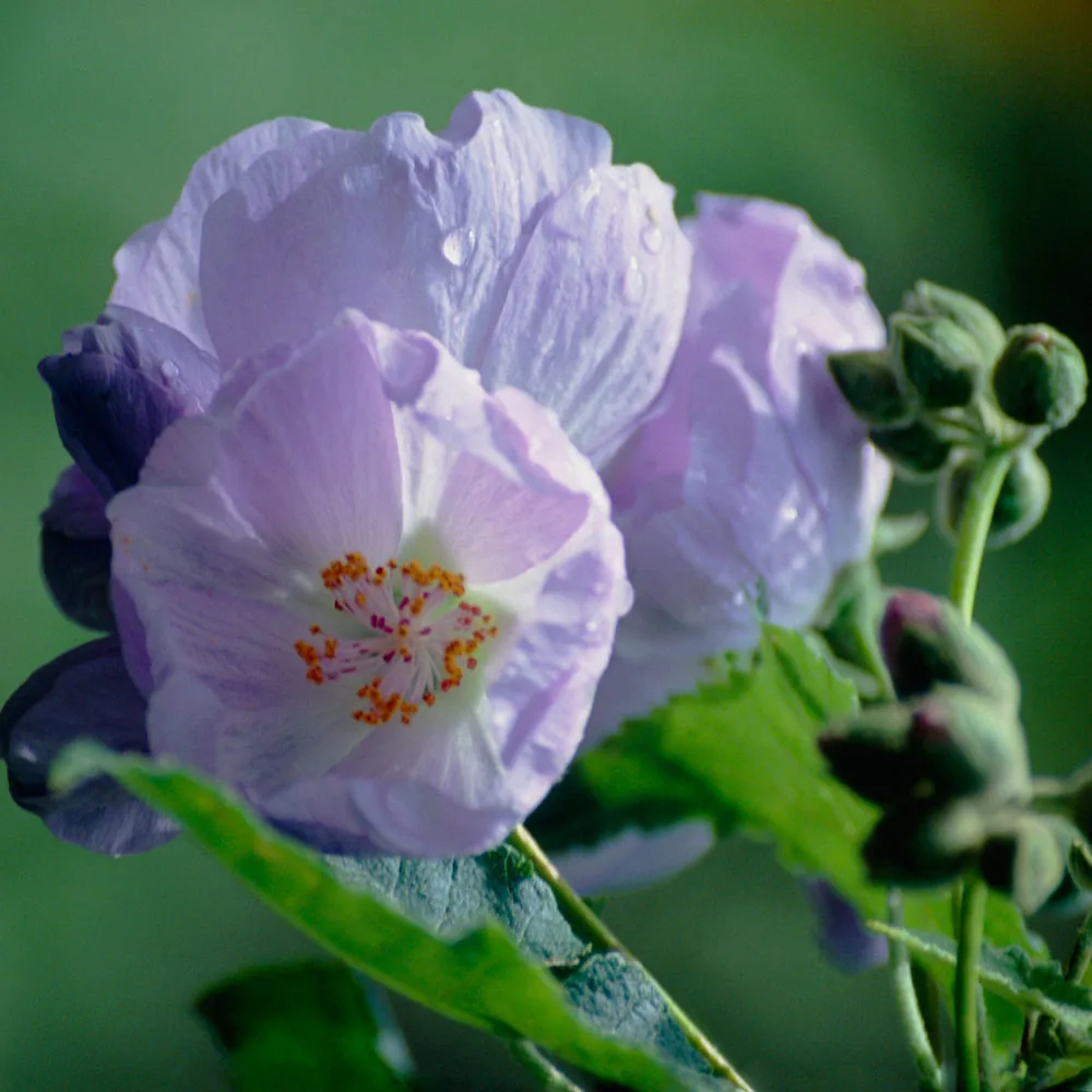 How to grow and care for Chinese lantern plants