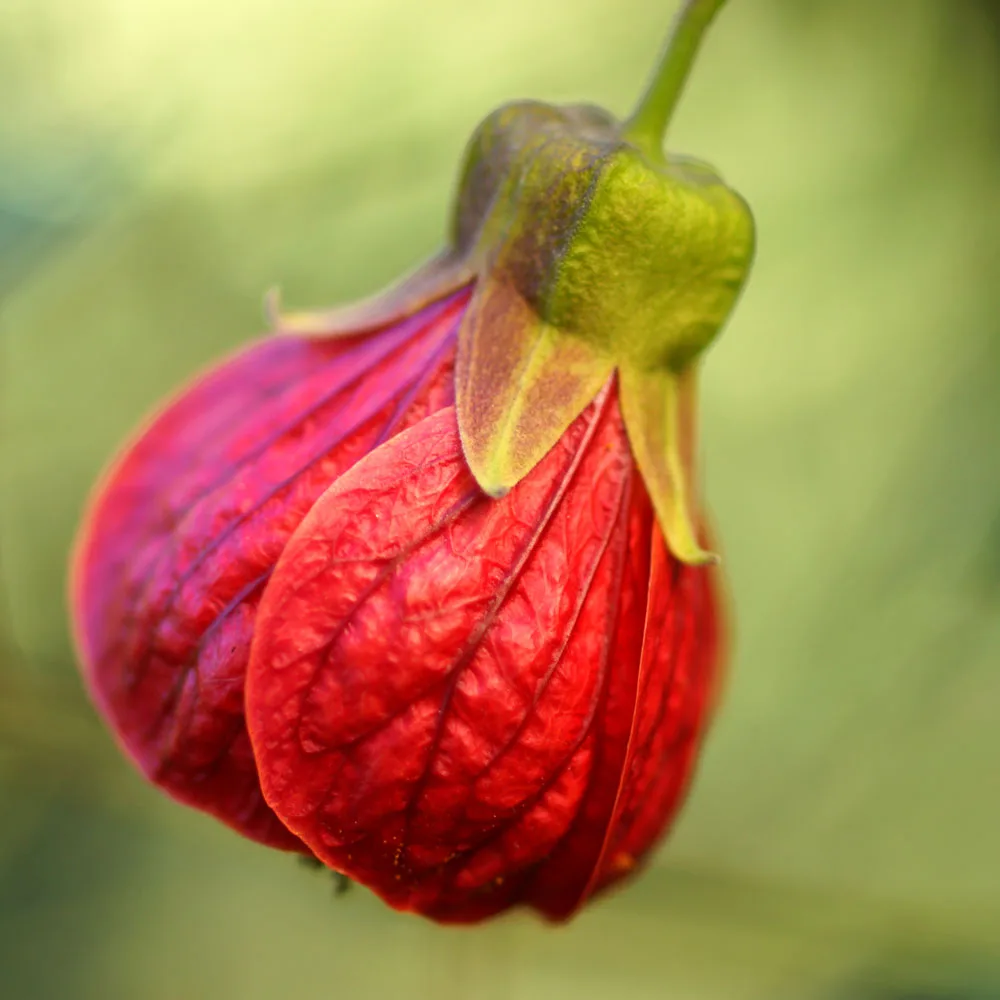 How to grow and care for Chinese lantern plants