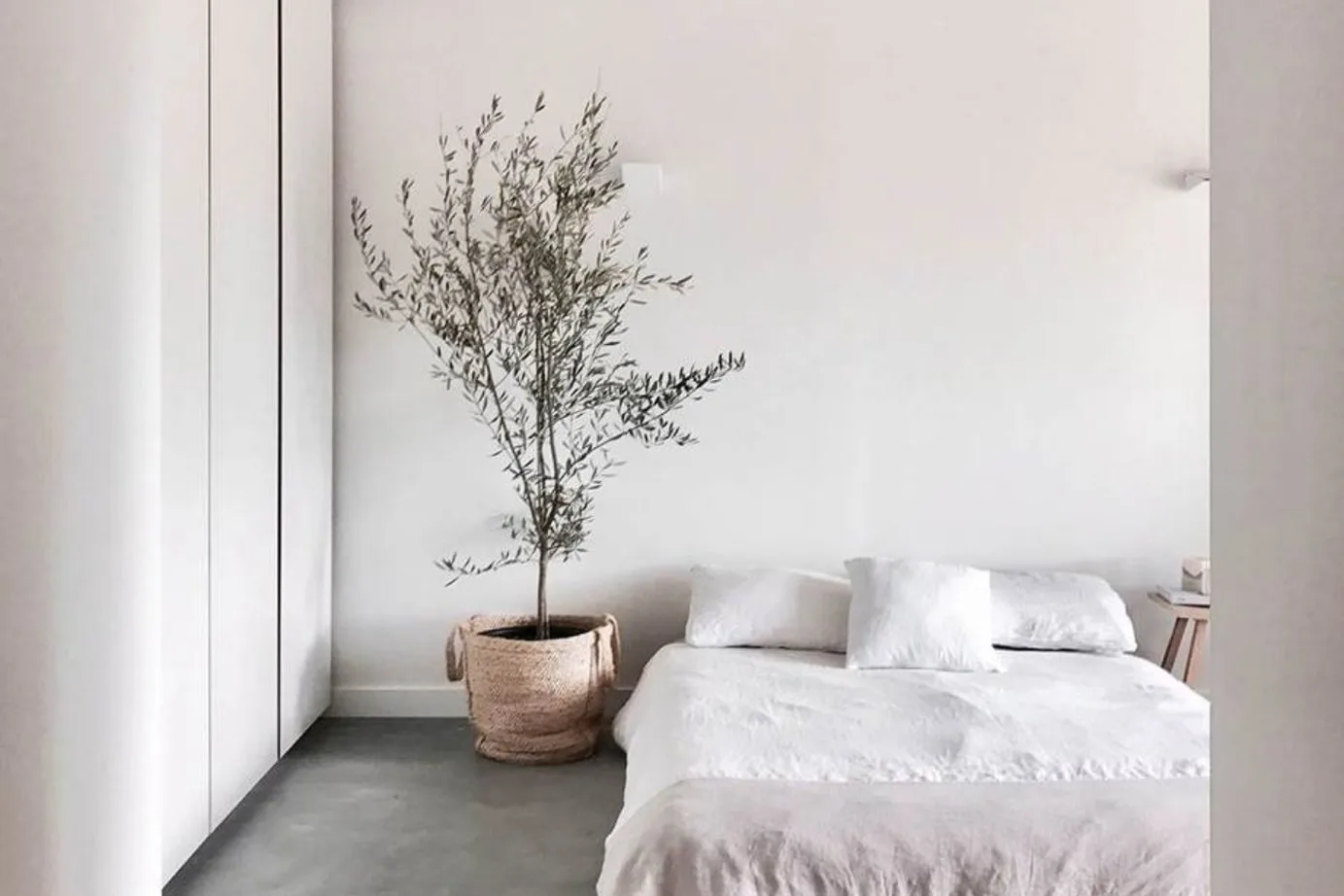 Indoor Olive Trees: Bring Mediterranean Charm Home