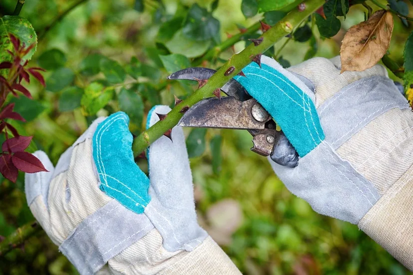 Everything you need to know about secateurs