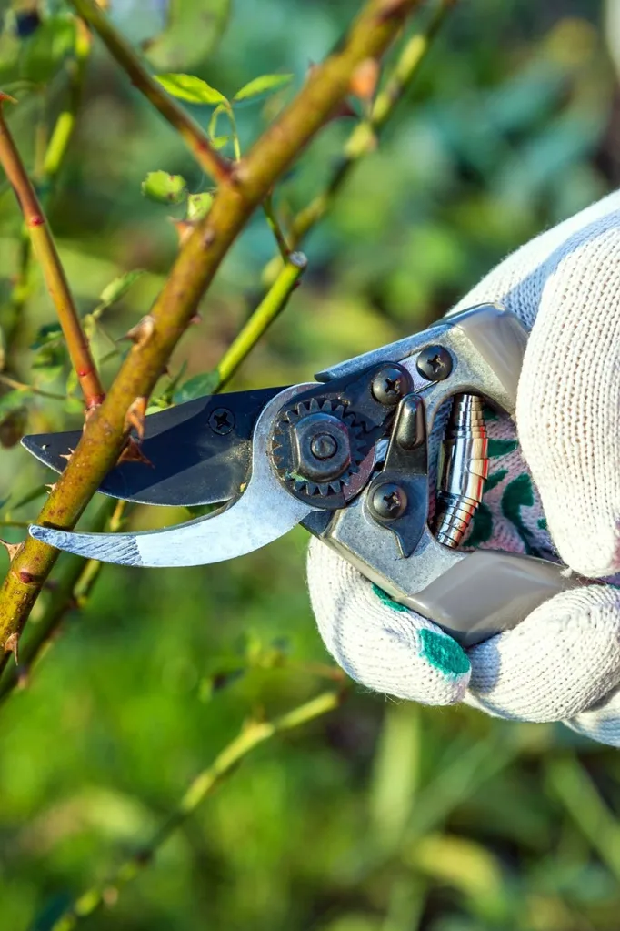 Everything you need to know about secateurs
