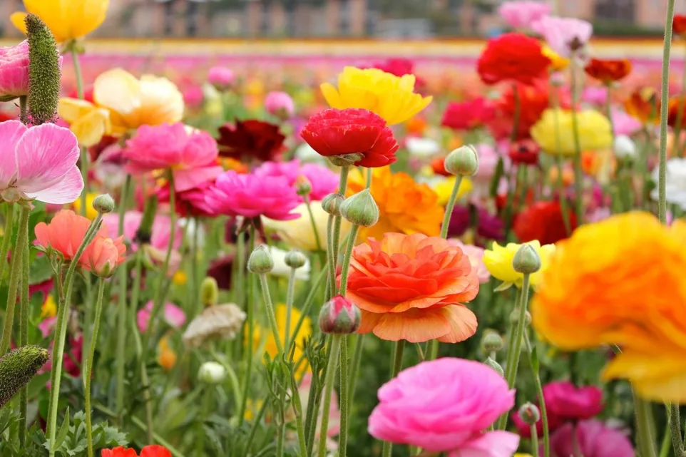 How to grow and care for ranunculus flowers