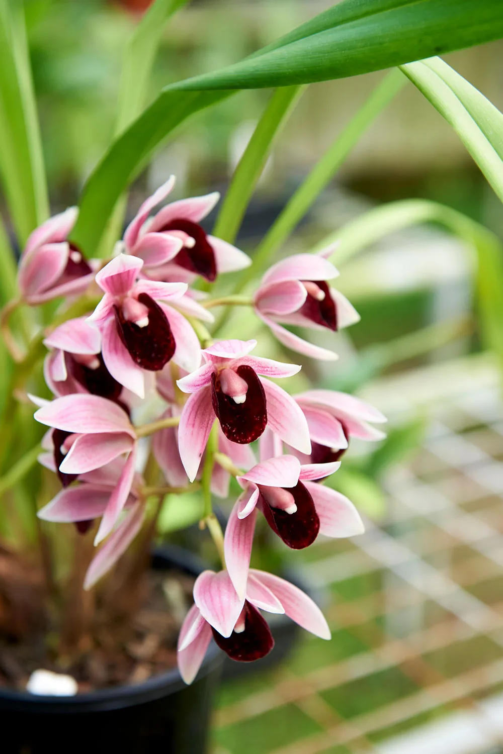 How to look after and care for your orchids