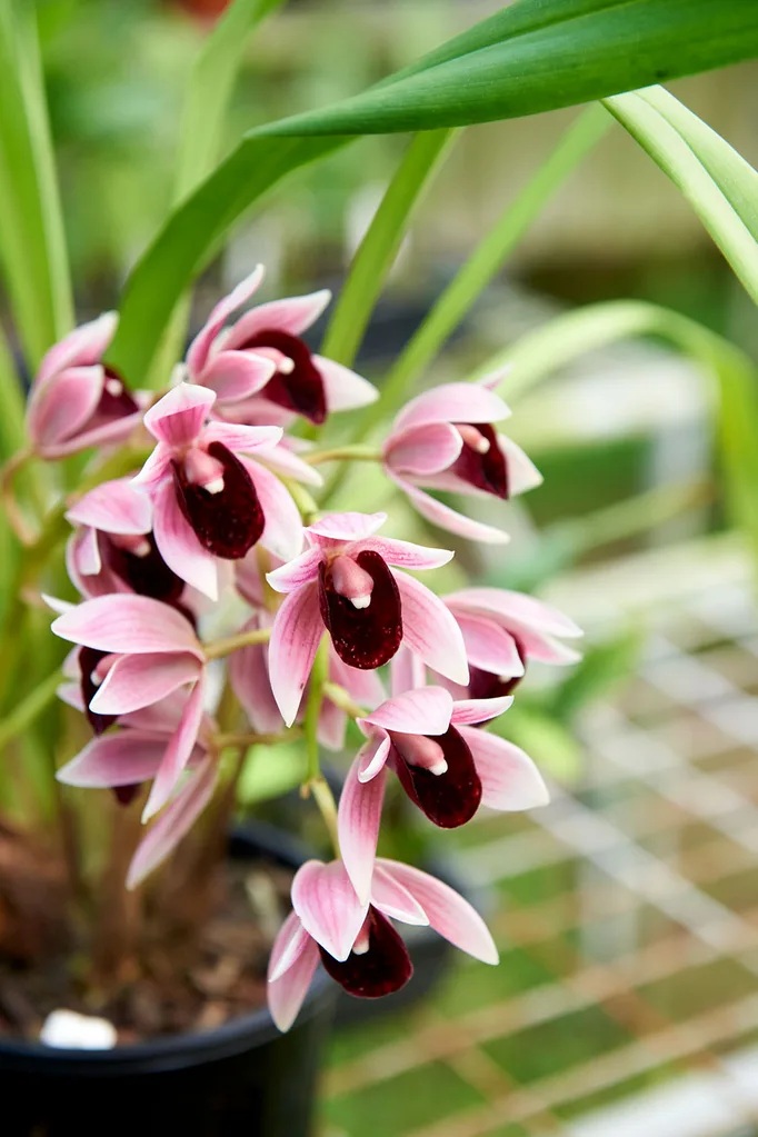 How to look after and care for your orchids