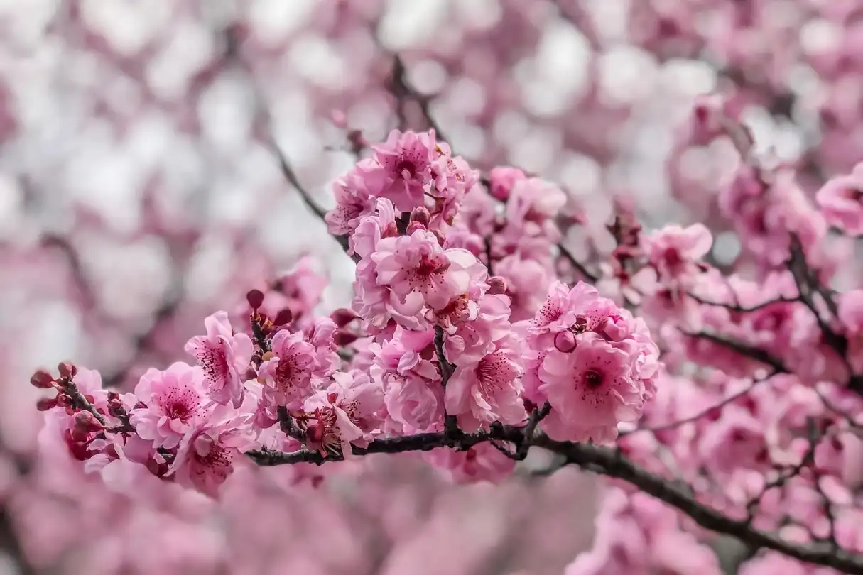 How to grow cherry blossom in Australia | Better Homes & Gardens Australia