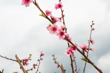 How to grow cherry blossom in Australia | Better Homes & Gardens Australia