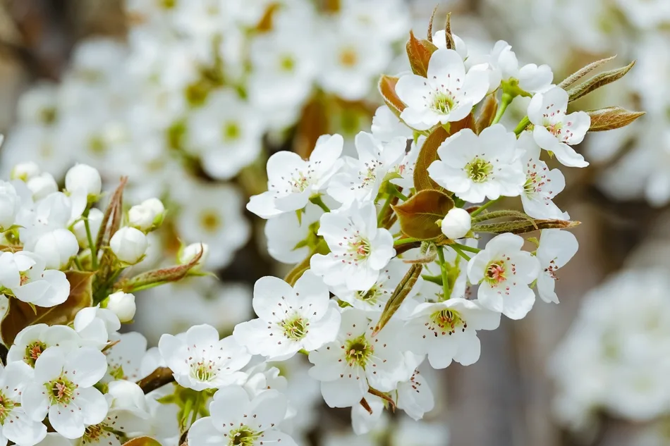 How to grow cherry blossom in Australia | Better Homes & Gardens Australia