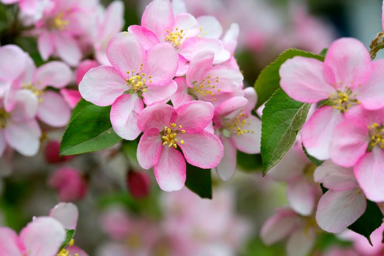 How to grow cherry blossom in Australia | Better Homes & Gardens Australia