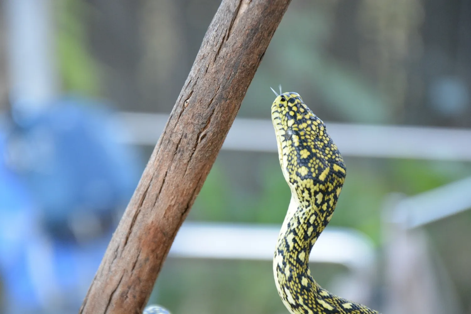 There's A Snake In My House What Do I Do?