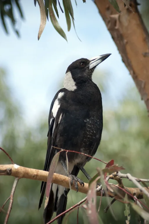 How to avoid magpie swooping | Better Homes & Gardens Australia
