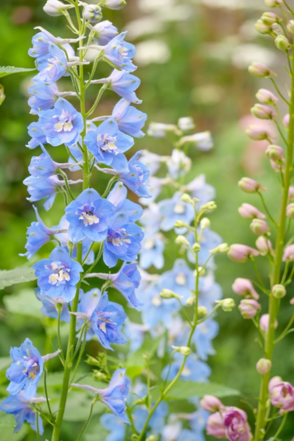 How To Grow Delphiniums In Your Garden | Better Homes & Gardens Australia