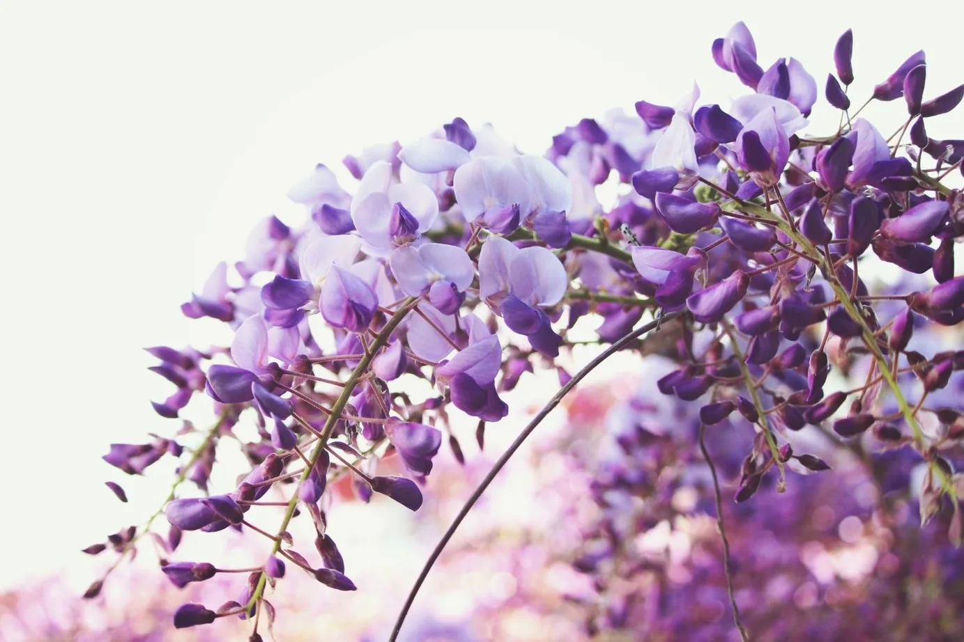 How To Grow And Care For Wisteria | Better Homes & Gardens Australia