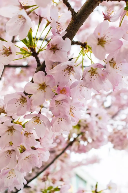 10 of the best spring flowers | Better Homes & Gardens Australia