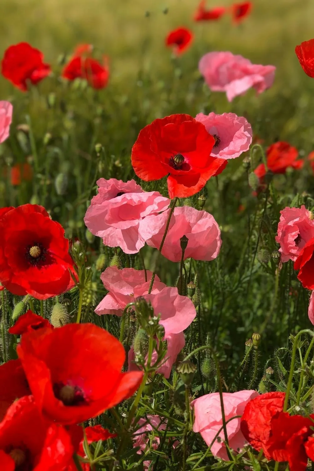 10 of the best spring flowers | Better Homes & Gardens Australia