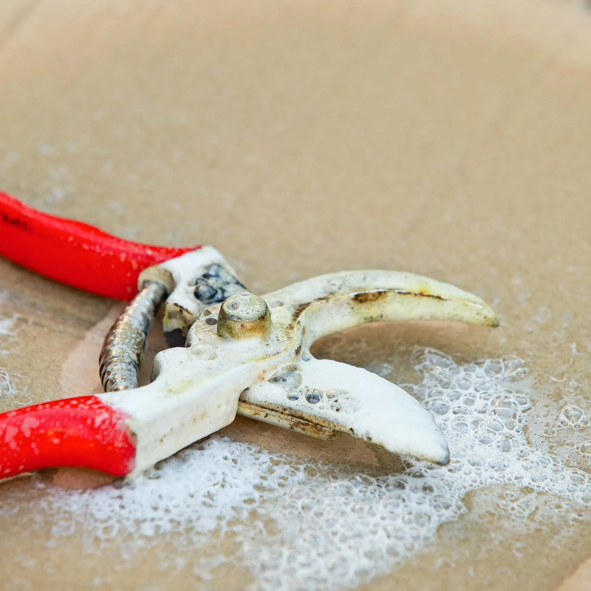 Everything you need to know about secateurs
