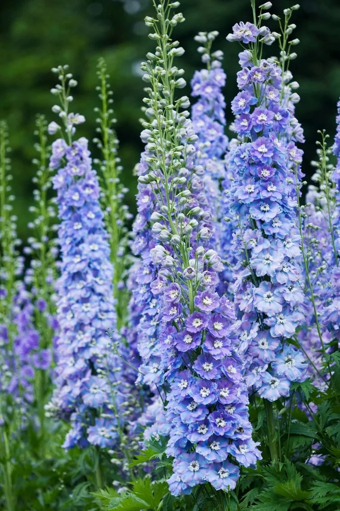 10 of the best spring flowers | Better Homes & Gardens Australia
