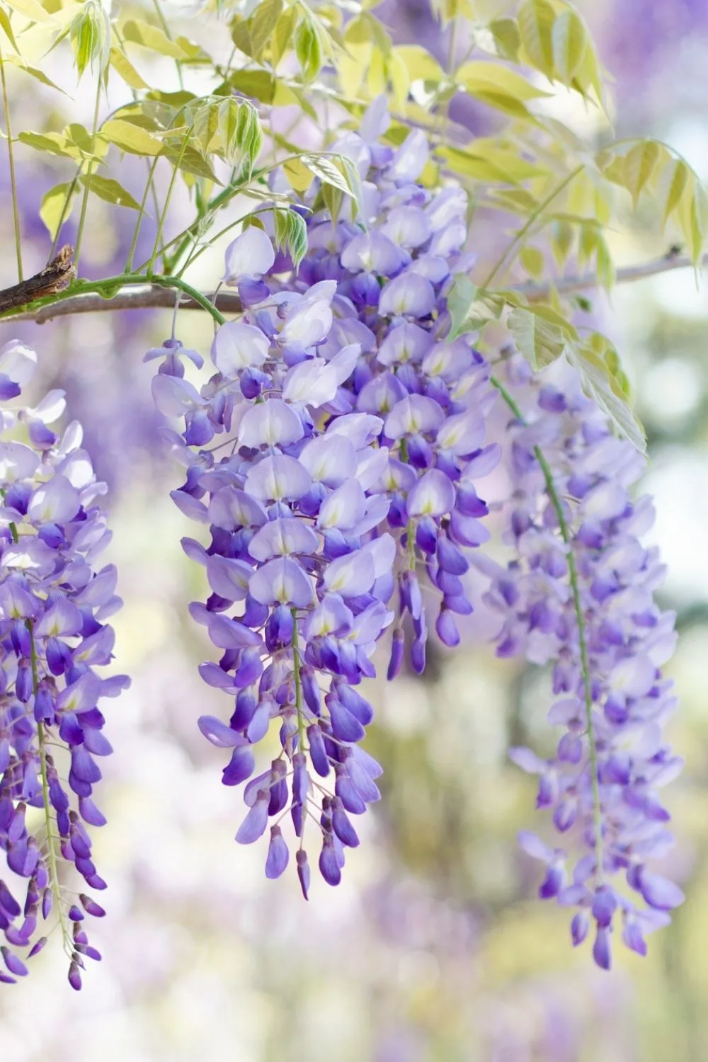 10 of the best spring flowers | Better Homes & Gardens Australia