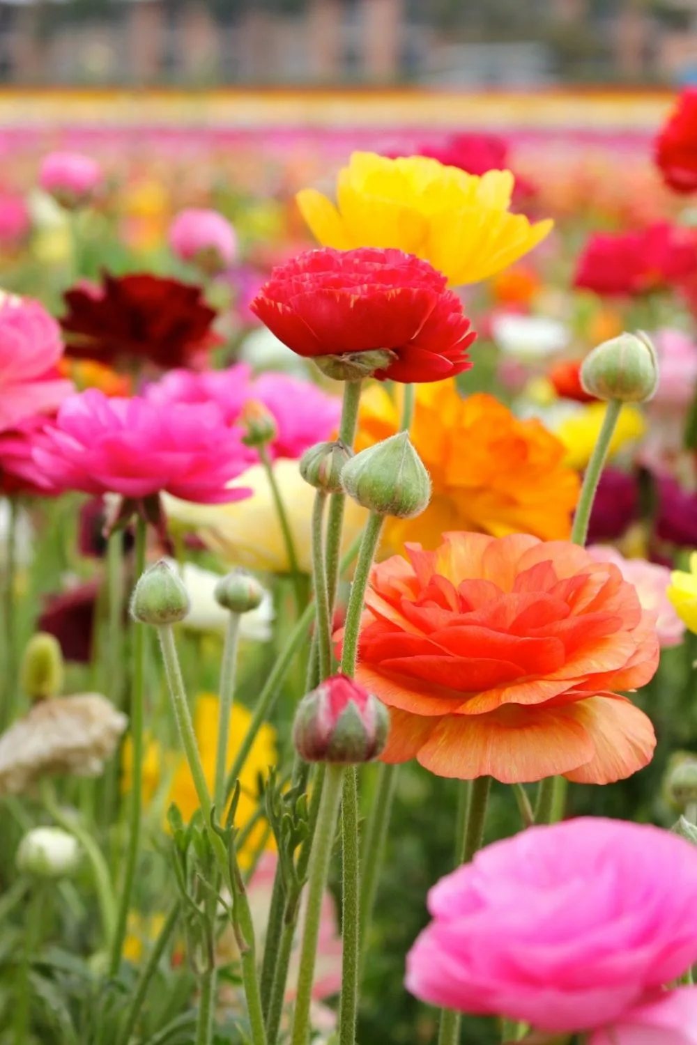 10 of the best spring flowers | Better Homes & Gardens Australia