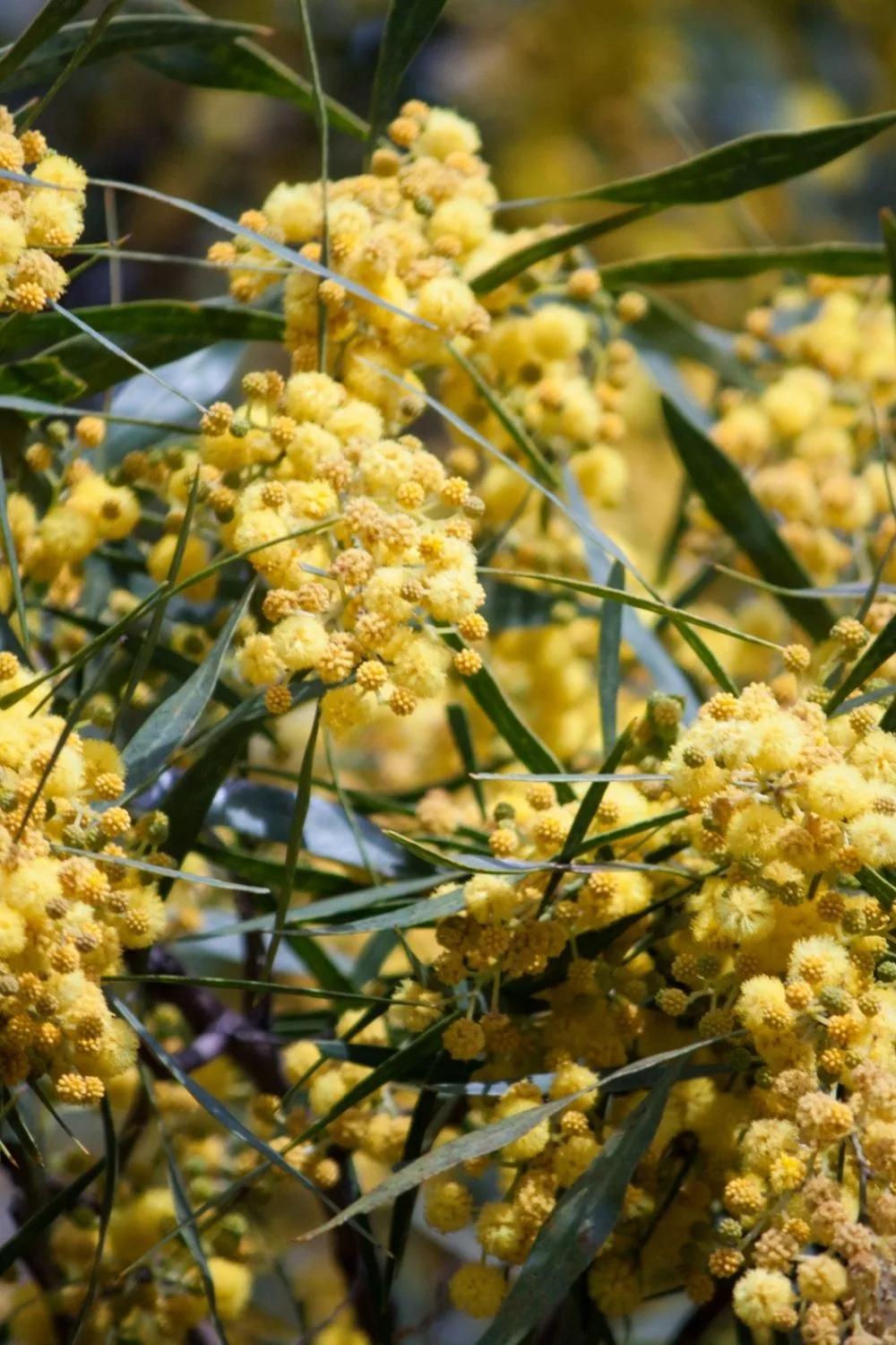 10 of the best spring flowers | Better Homes & Gardens Australia