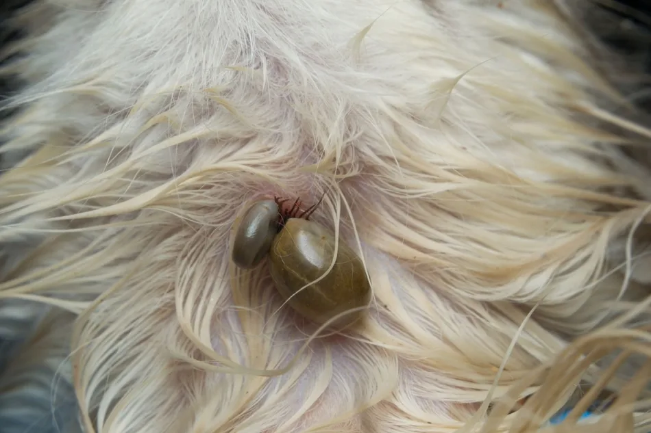 Signs Your Dog Have a Tick Bite: symptoms & prevention