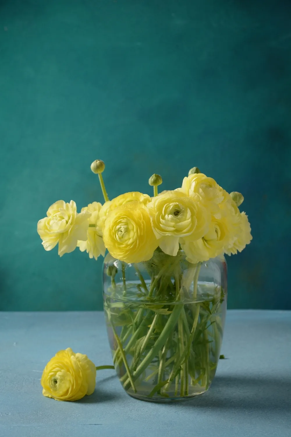 How to grow and care for ranunculus flowers