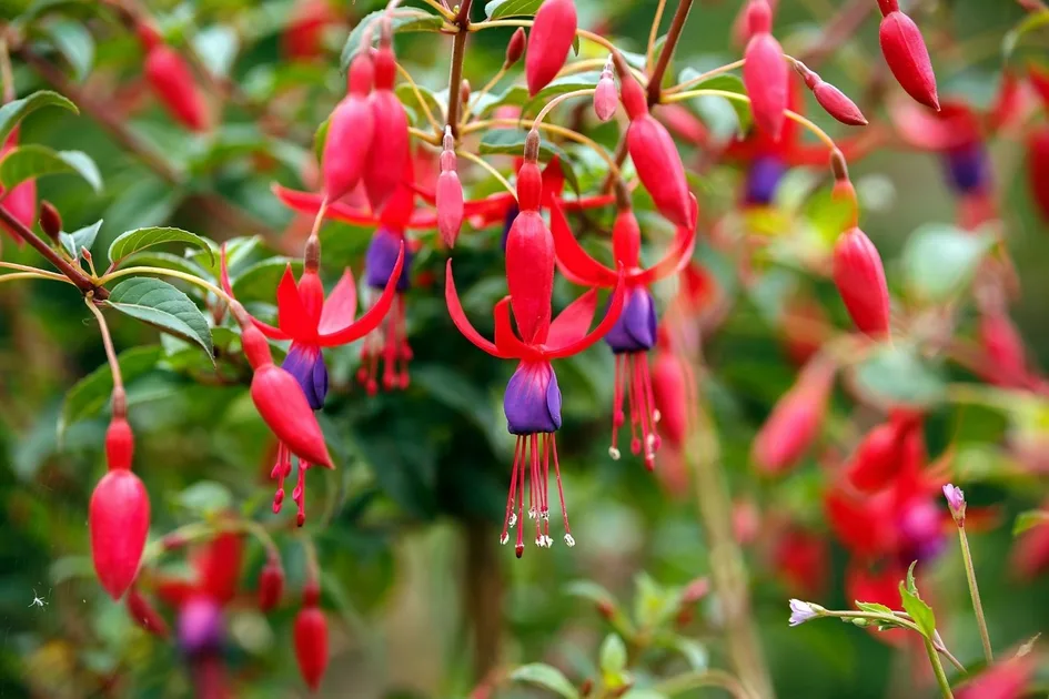 What To Plant In September In Australia | Better Homes & Gardens Australia