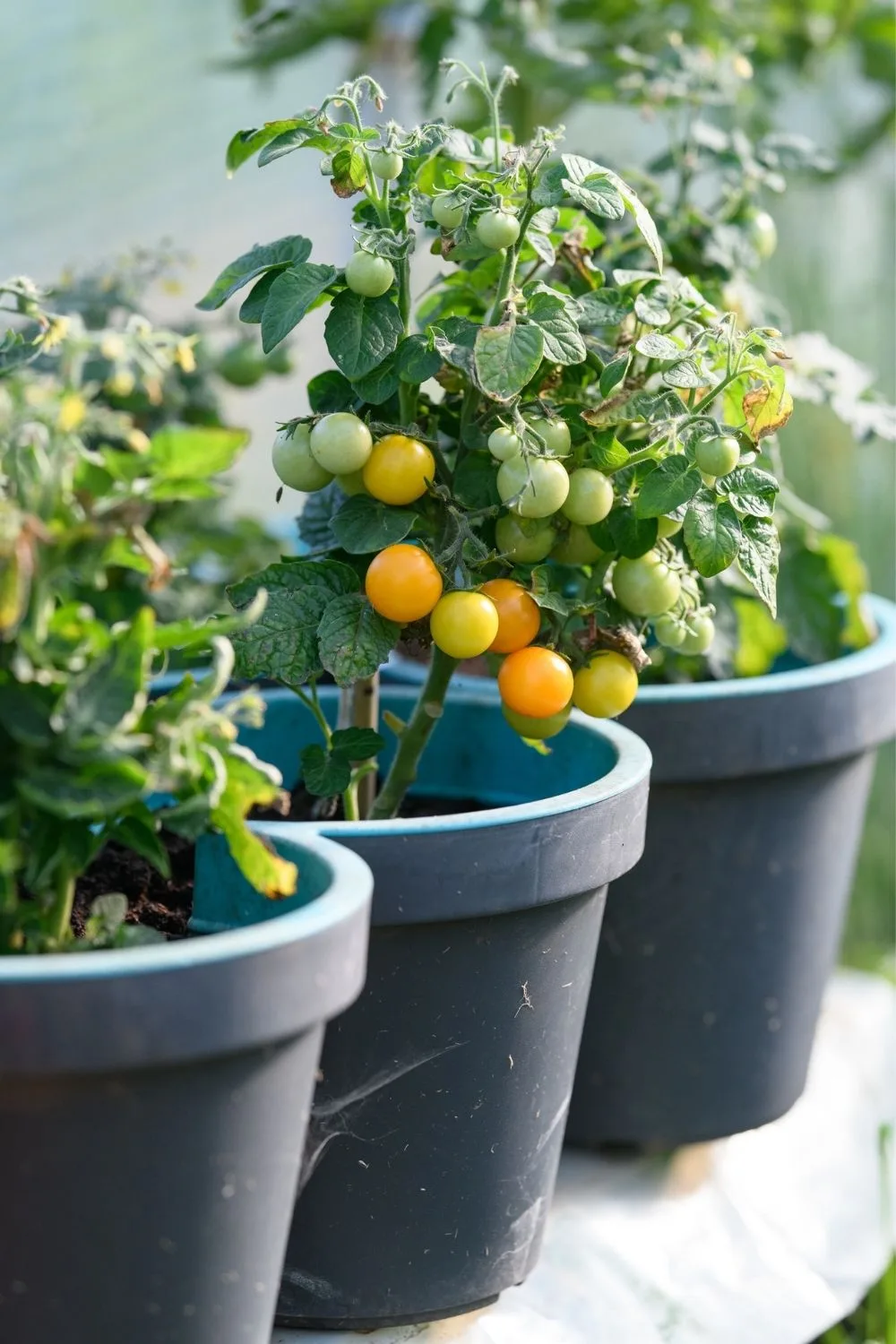 How to plan a vegetable garden | Better Homes & Gardens Australia