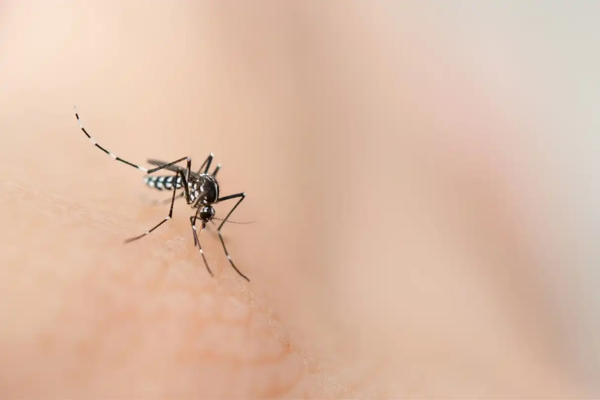 How to find a mosquito in your room – and what to do next | Better ...