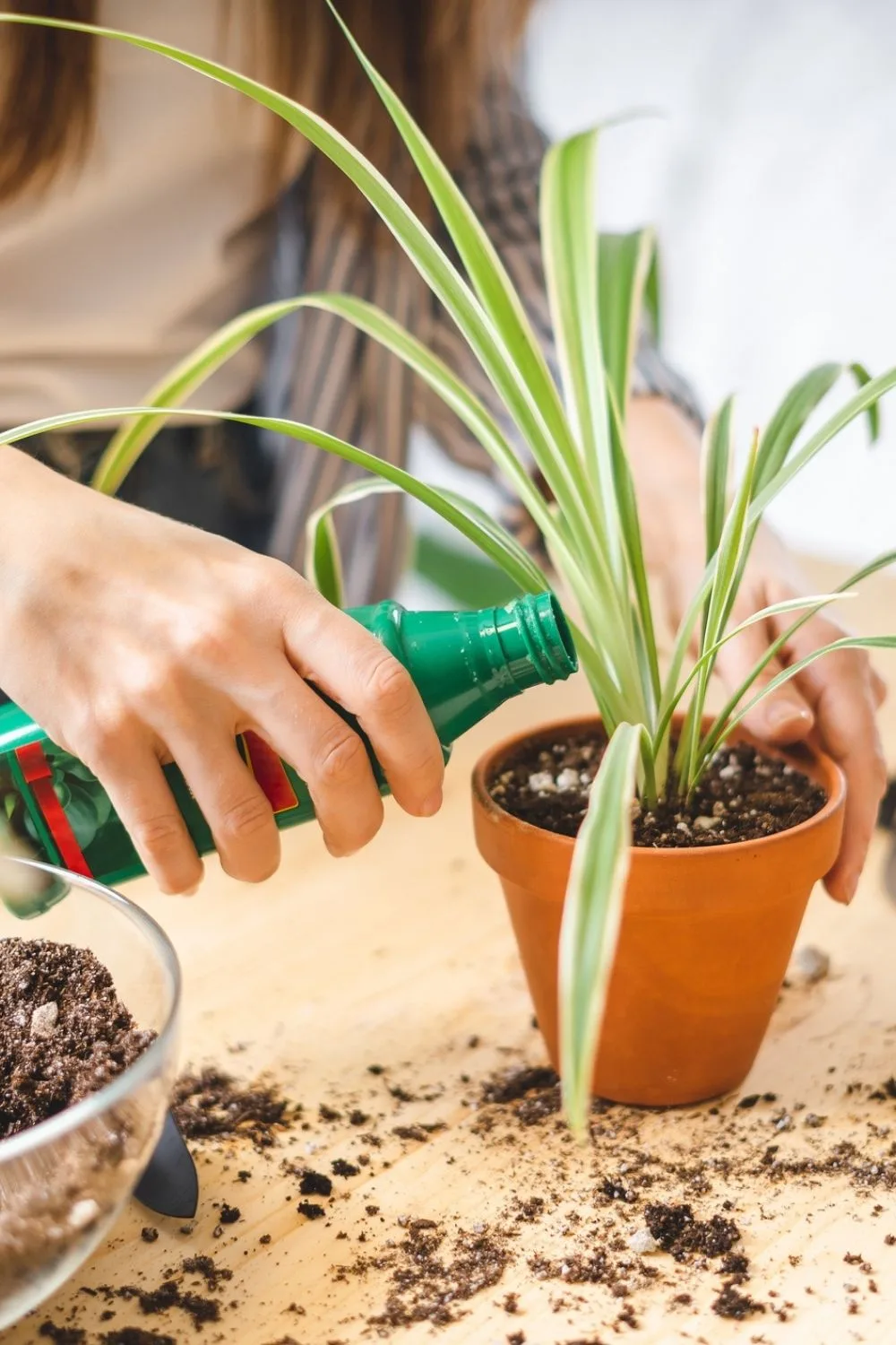 Fertiliser 101: feed your garden the right way