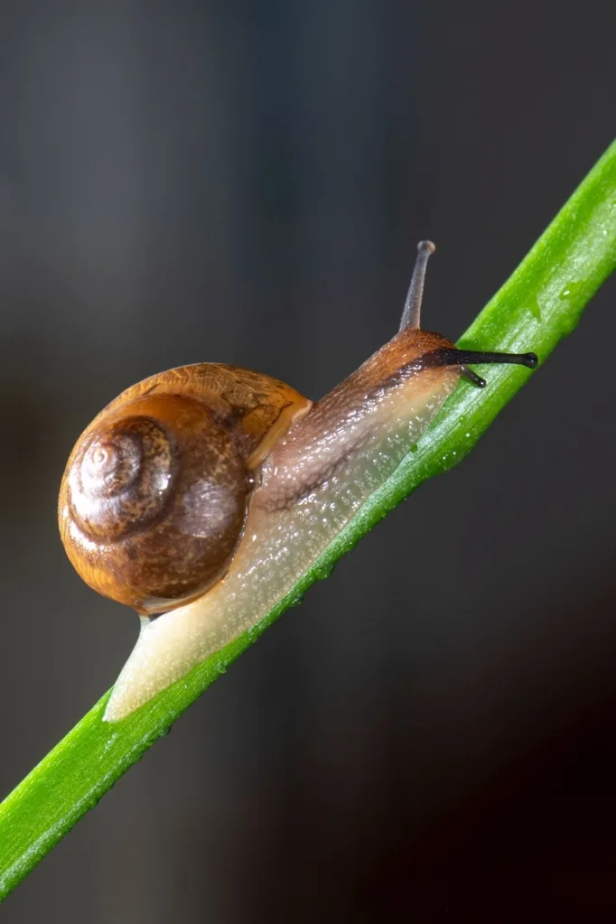 How to make a simple snail trap | Better Homes & Gardens Australia