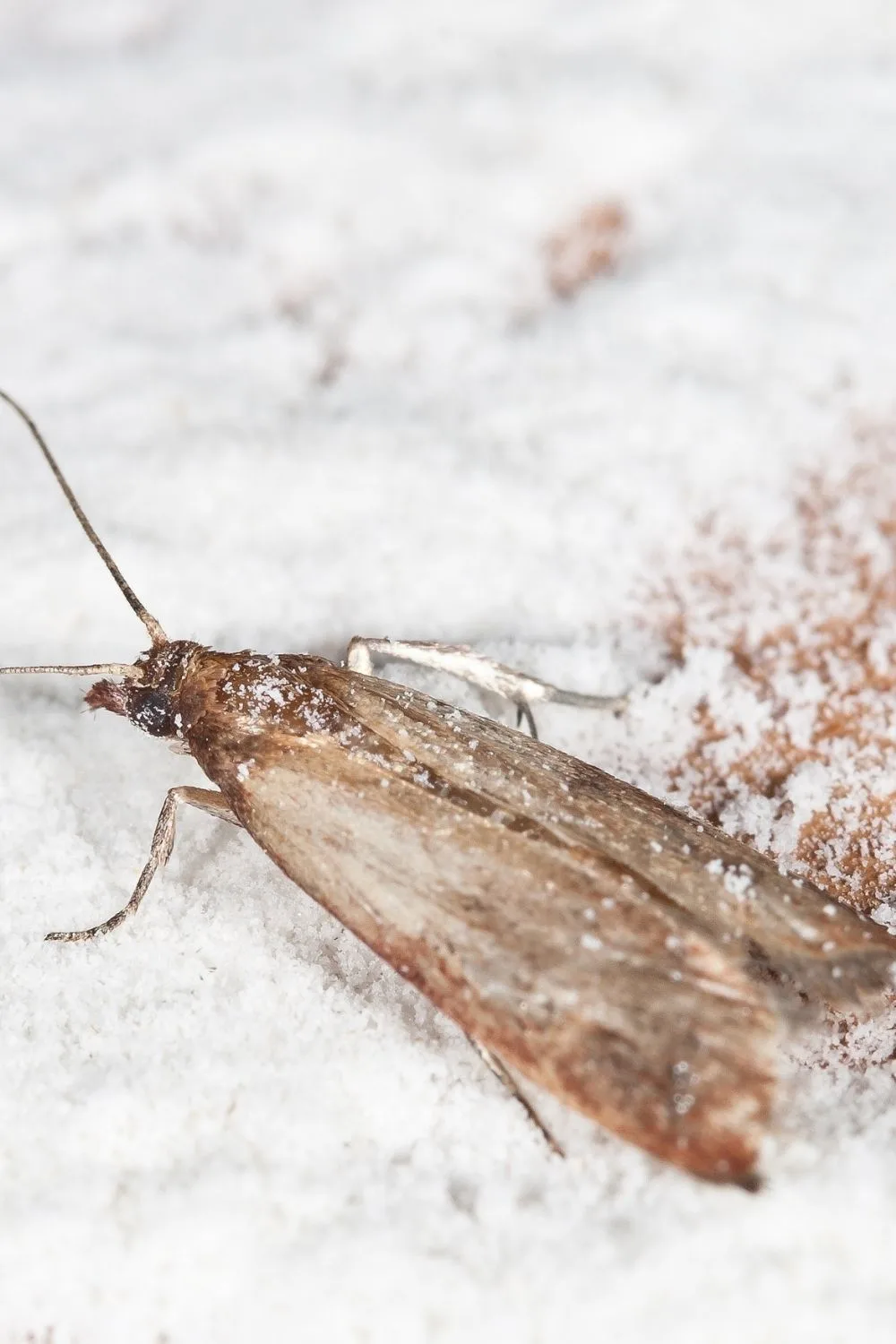 How to get rid of moths without chemicals