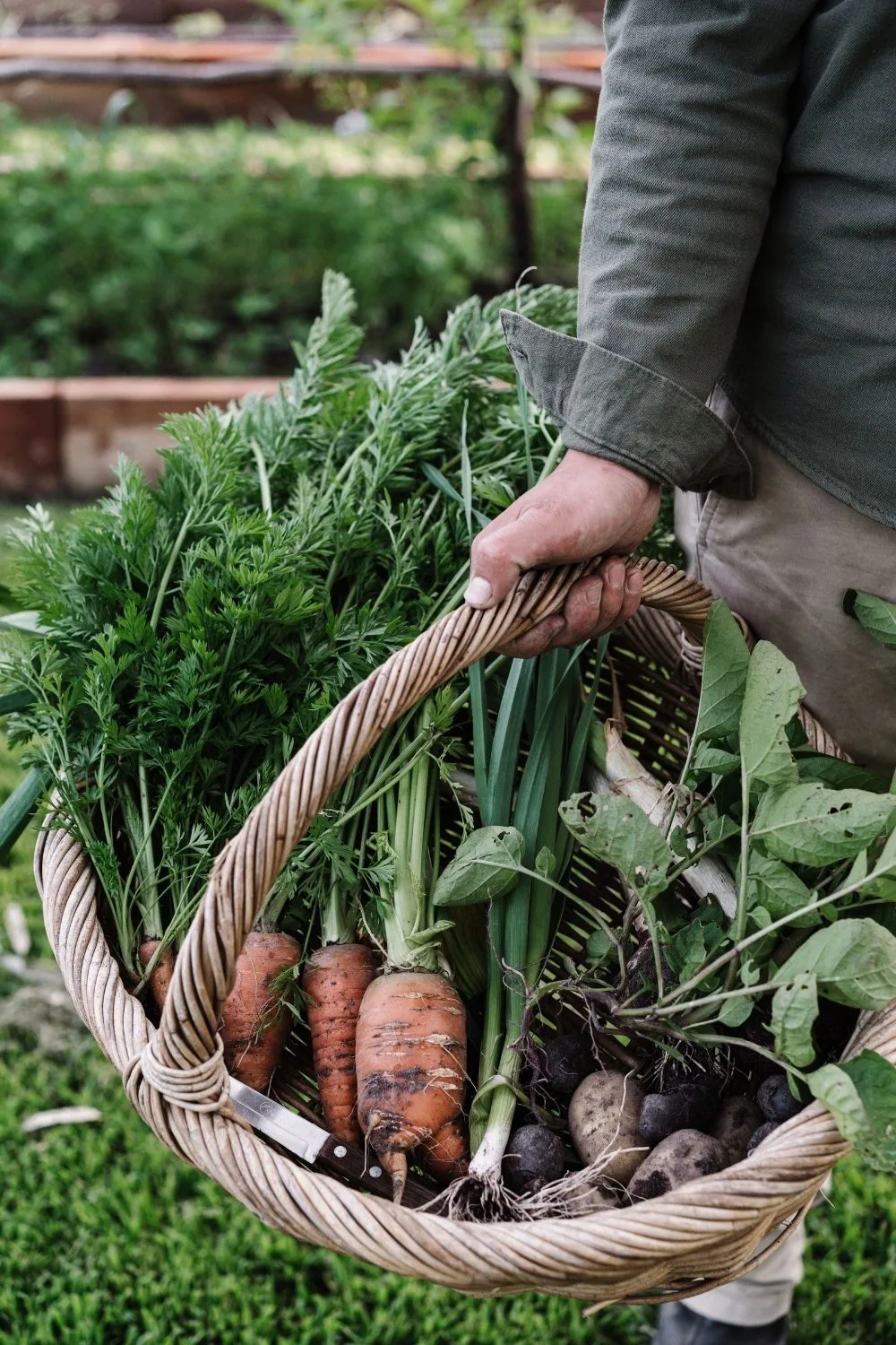 A guide to companion planting vegetables