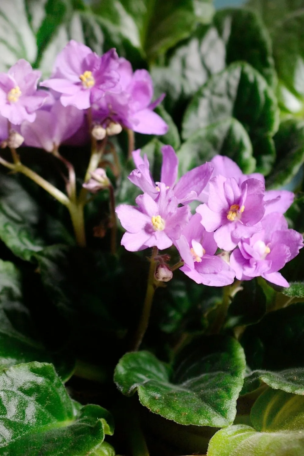 How to grow and care for African violets