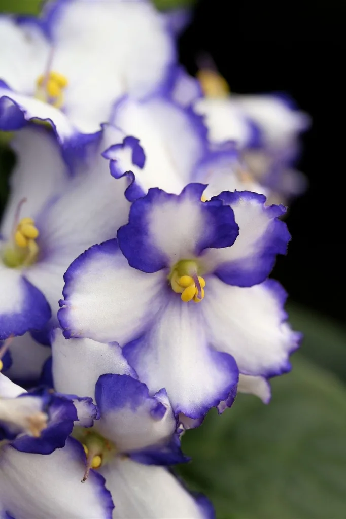 How to grow and care for African violets
