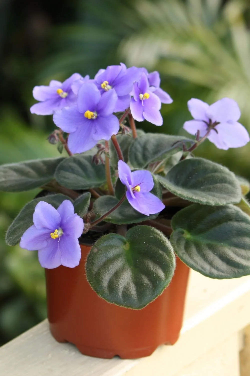 How to grow and care for African violets