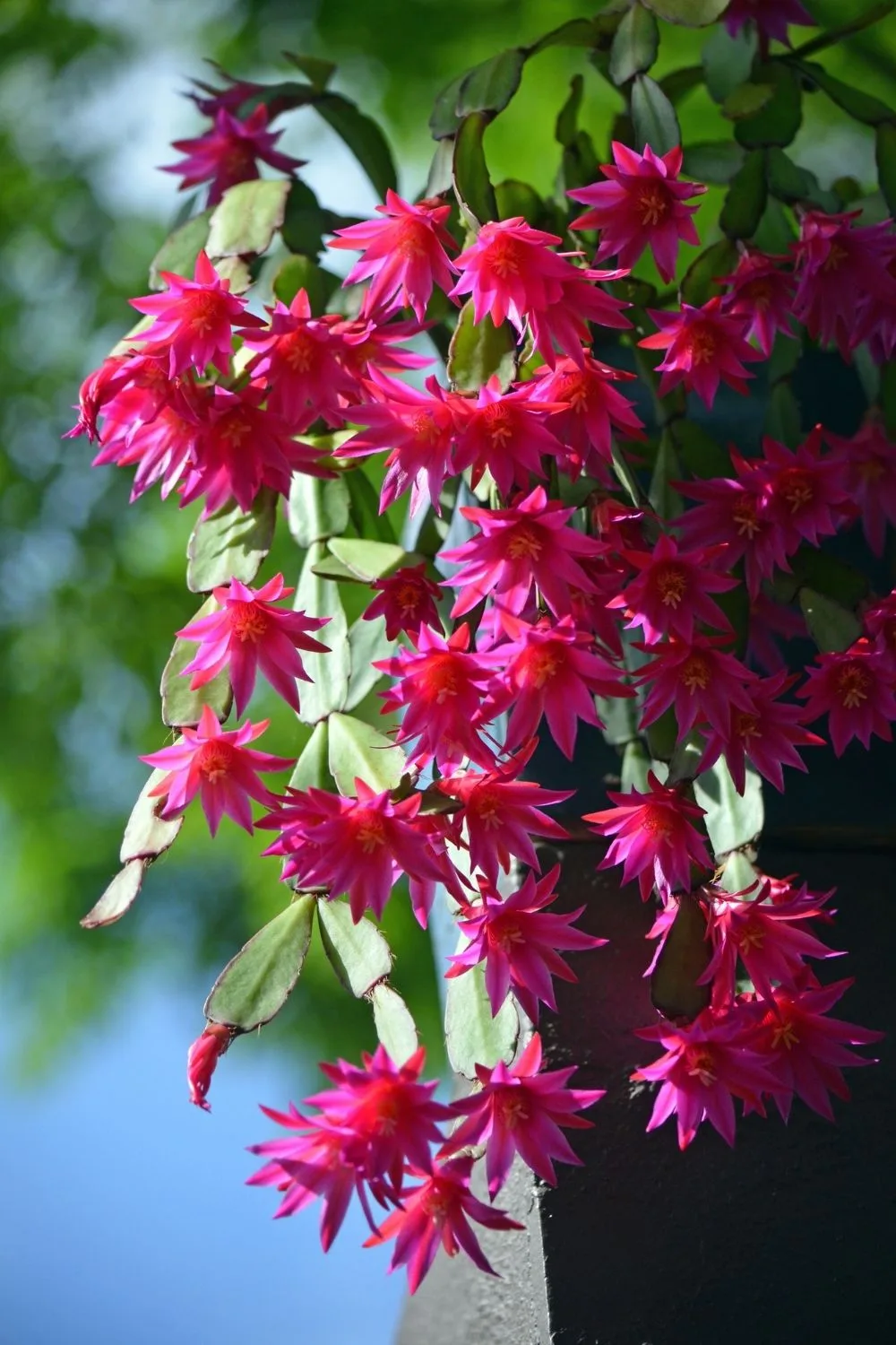 A guide to flowering succulents and cacti in Australia