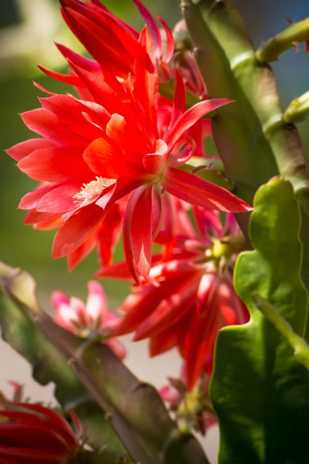 A guide to flowering succulents and cacti in Australia